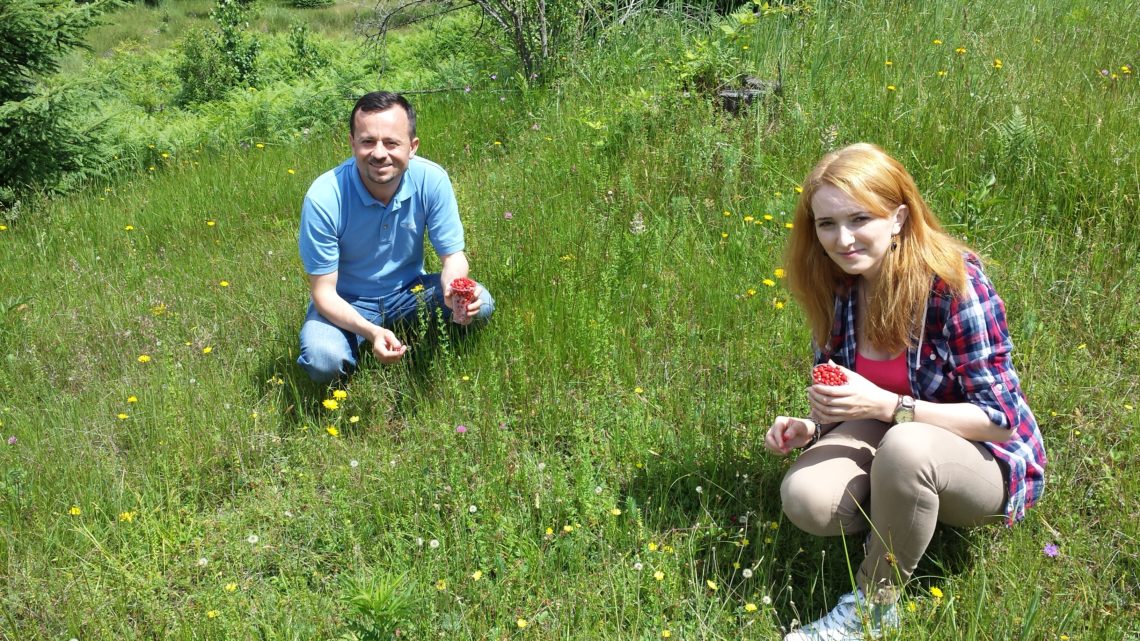 La fragi - Stelique - Pelerinul din Paiseni